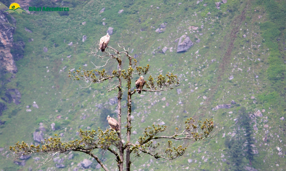 The Spectacles of Bhrigu Lake Trek: A Photo Story - Bikat adventures