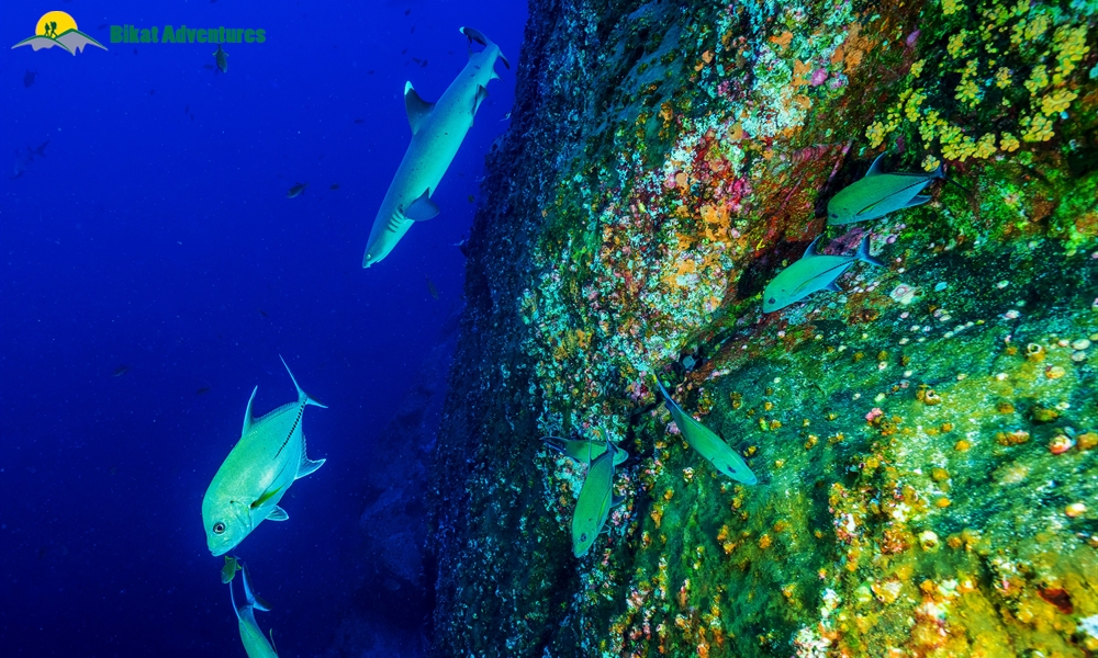 Scuba Diving in India: 10 Dive Spots to Add to Your Bucket List Right ...