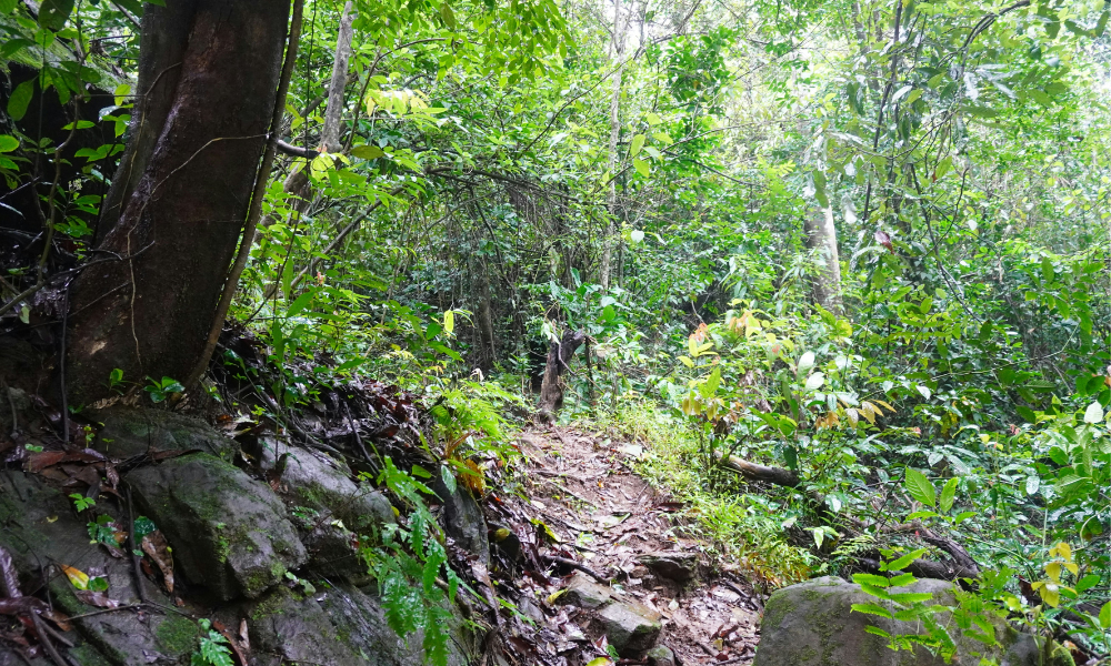 A DIY Guide to Ballalarayana Durga-Bandaje Falls Trek | Bikat Adventures