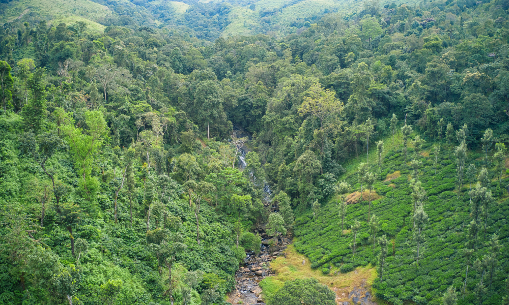 A DIY Guide to Ballalarayana Durga-Bandaje Falls Trek | Bikat Adventures